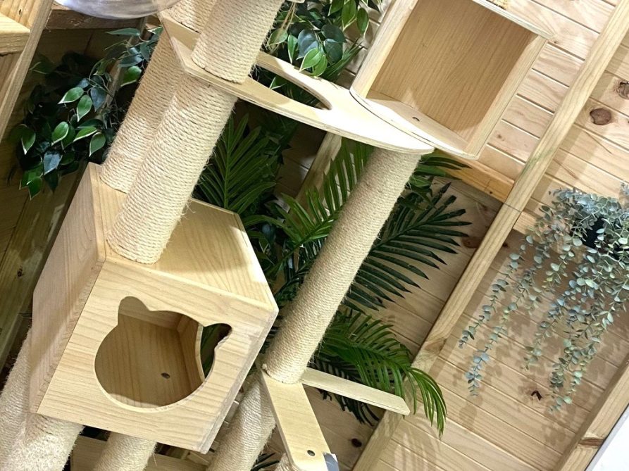 Oasis Suite $110 – Luxury Cat Lodge